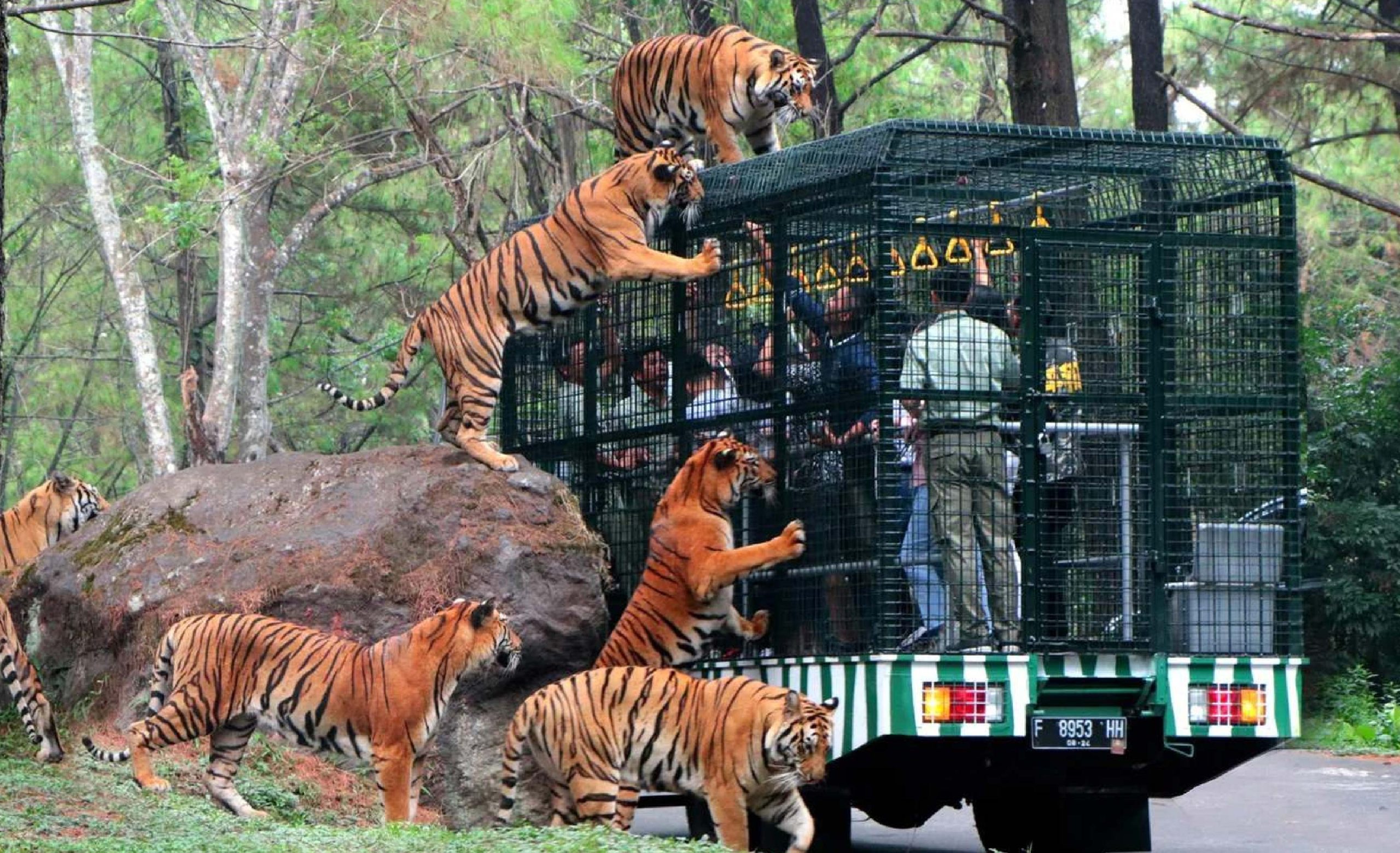Management Trainee Program PT Taman Safari Indonesia Gokerja ID